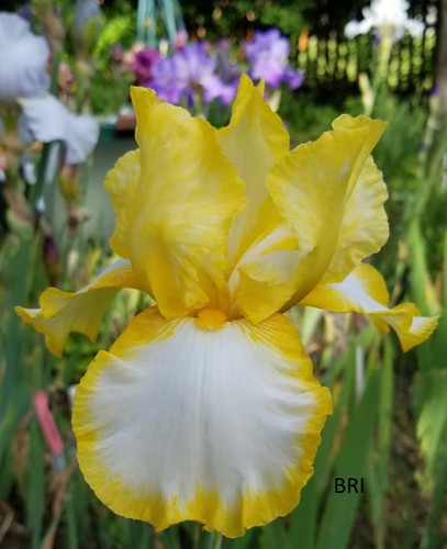 Joyce Terry | Black Ridge Iris