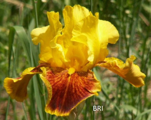 Fanfaron | Black Ridge Iris