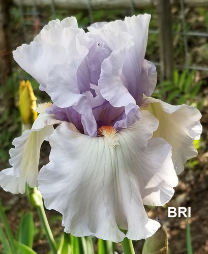 Fogbound | Black Ridge Iris