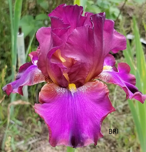 La Fortune | Black Ridge Iris
