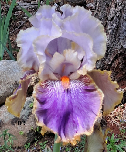 Effective | Black Ridge Iris