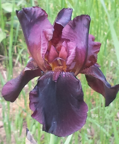 Warlock | Black Ridge Iris