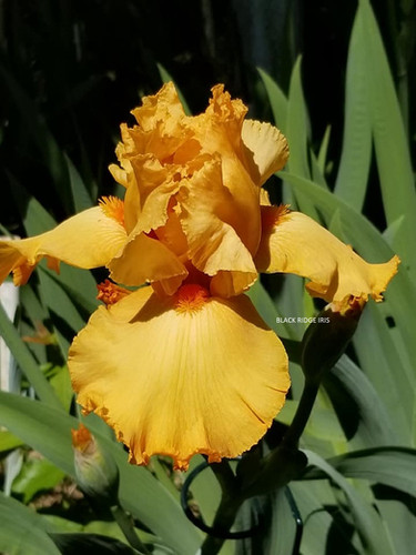 Avalon Sunset | Black Ridge Iris