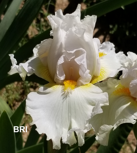 White Lightning | Black Ridge Iris