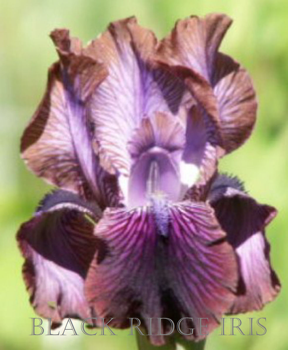 Black Ridge Iris | Iris Bulbs | Iris Plants | Buy Irises 2/114