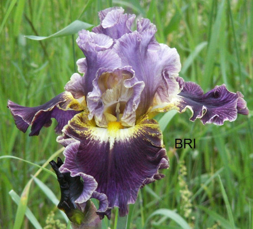 Enlightened | Black Ridge Iris
