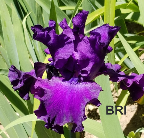 Perfect Pitch | Black Ridge Iris