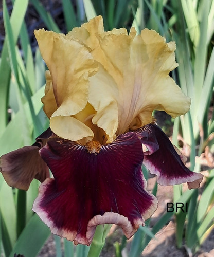 Ruling Lord | Black Ridge Iris