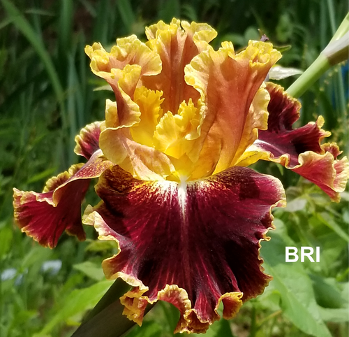 Volcanic Glow | Black Ridge Iris