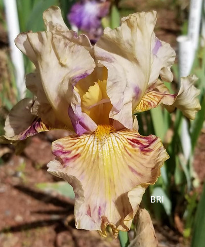 Oasis Rainbow | Black Ridge Iris