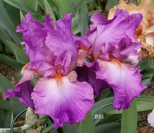 Designing Woman | Black Ridge Iris