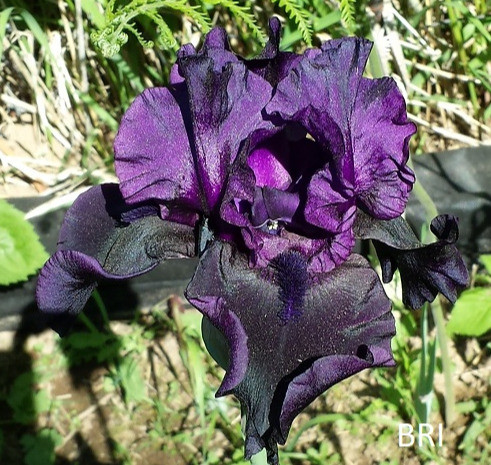 Black Is Black | Black Ridge Iris