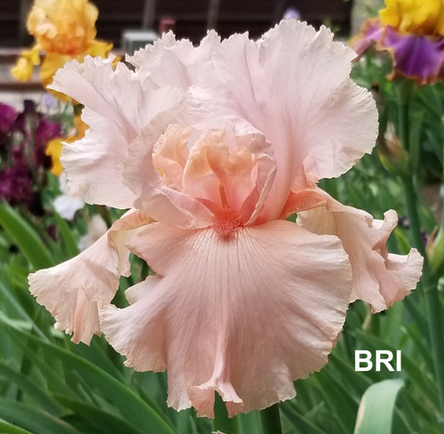 Angel's Rest | Black Ridge Iris