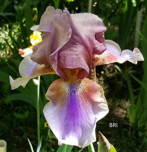Burnt Toffee | Black Ridge Iris