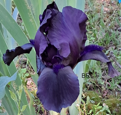 Black Watch | Black Ridge Iris