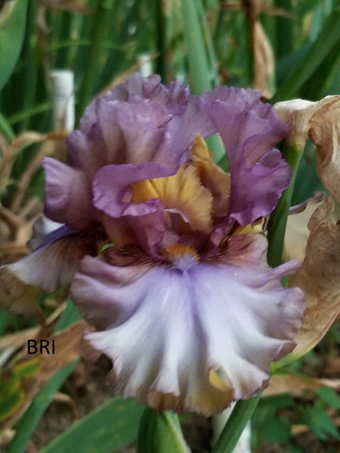 Express Yourself | Black Ridge Iris