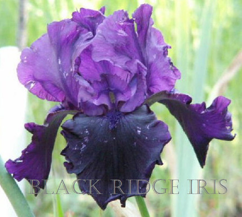Black Phantom | Black Ridge Iris