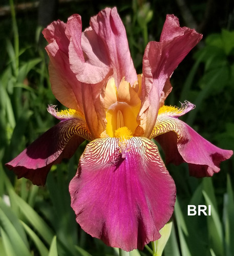Horned Rosy-Red | Black Ridge Iris
