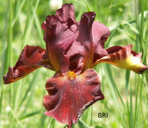 Fort Apache | Black Ridge Iris