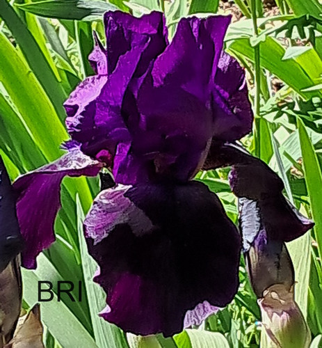 After Dark | Black Ridge Iris