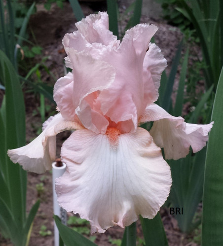 Alice Goodman | Black Ridge Iris