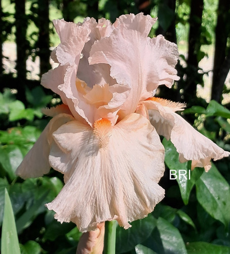 Coral Point | Black Ridge Iris