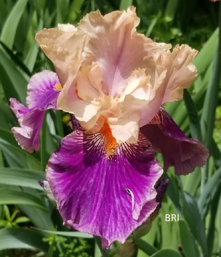 Black Ridge Iris | Iris Bulbs | Iris Plants | Buy Irises 10/110