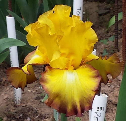 Bold Vision | Black Ridge Iris