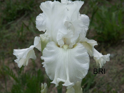Maggie Sharp | Black Ridge Iris
