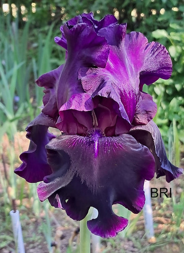 Cherry Smoke | Black Ridge Iris