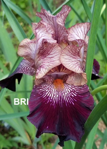 Action Packed | Black Ridge Iris