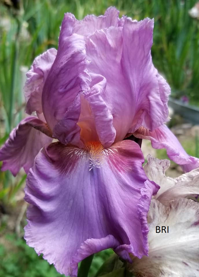 Persian Berry | Black Ridge Iris