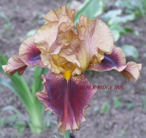 Apollodorus | Black Ridge Iris