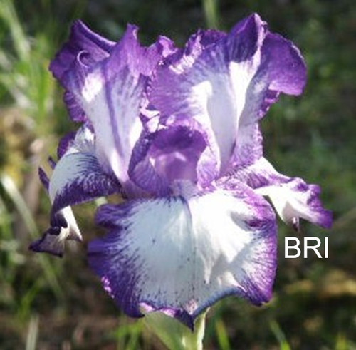 Odyssey | Black Ridge Iris