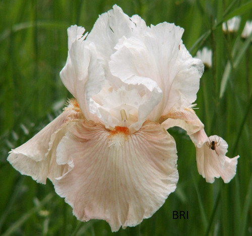 Peach Frappe | Black Ridge Iris