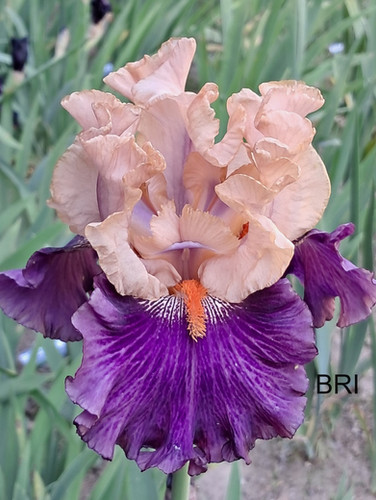 Petalpalooza | Black Ridge Iris