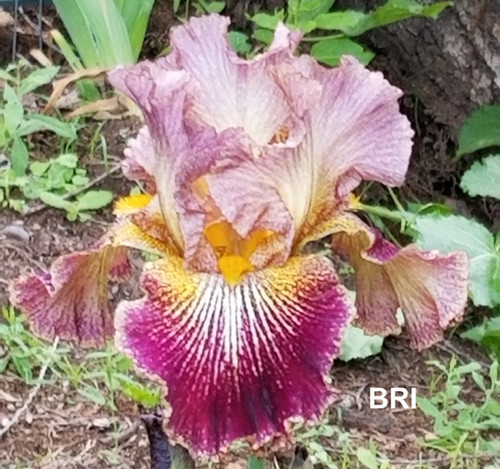 Cranberries | Black Ridge Iris