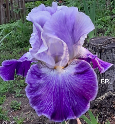 Making Time | Black Ridge Iris