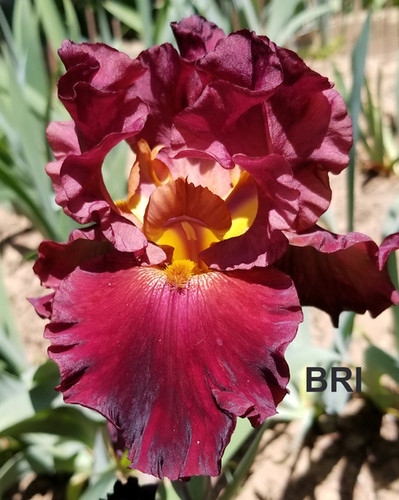 Rip City | Black Ridge Iris