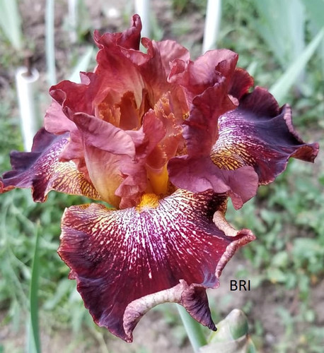 Oasis Root Beer | Black Ridge Iris