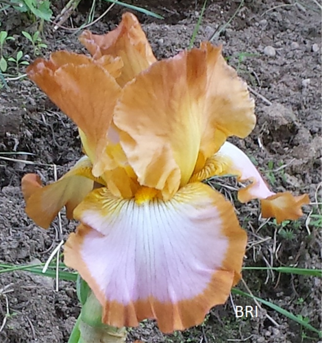 Ginger Swirl | Black Ridge Iris
