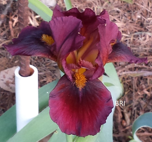 Red Zinger | Black Ridge Iris