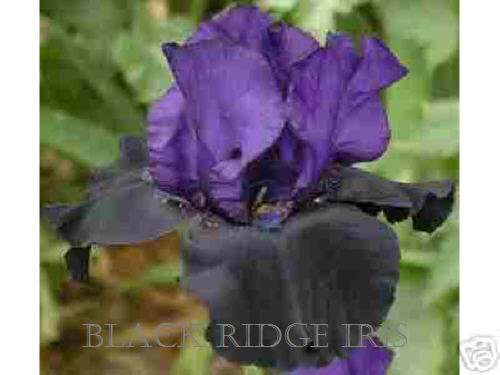 Black Falls | Black Ridge Iris