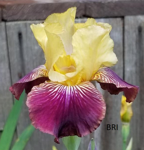 Lucy Doodle | Black Ridge Iris