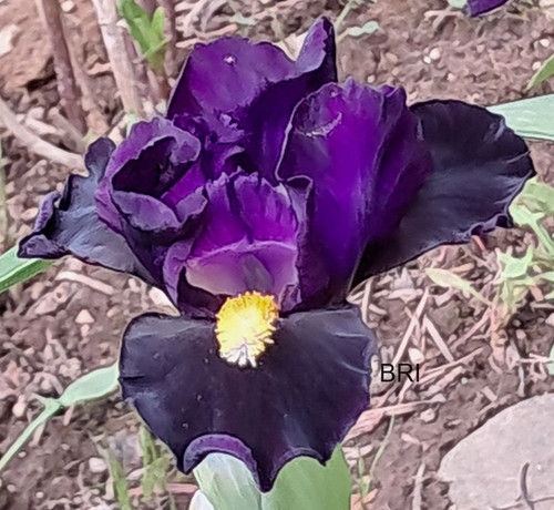 Ping | Black Ridge Iris