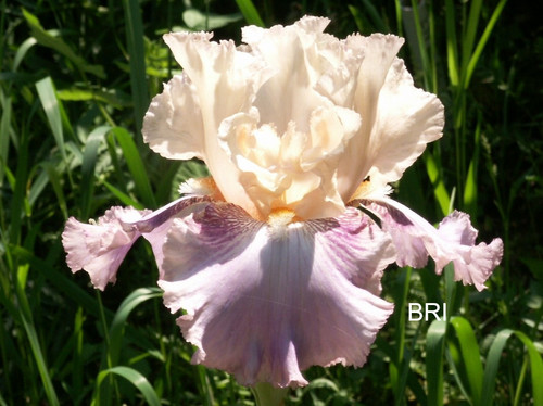 Pink Boogie | Black Ridge Iris