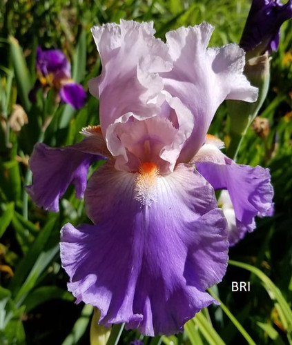 Skyhopper | Black Ridge Iris