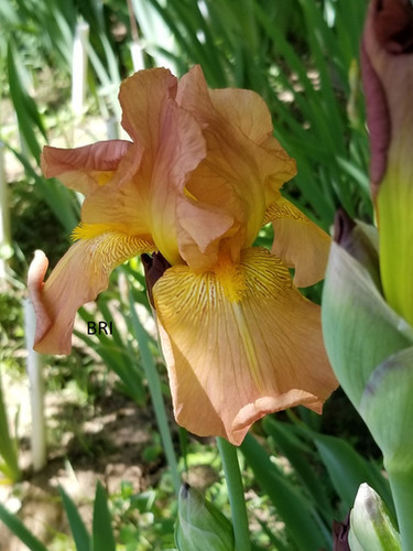 Cascade Splendor | Black Ridge Iris