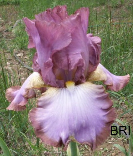 Louise Watts | Black Ridge Iris