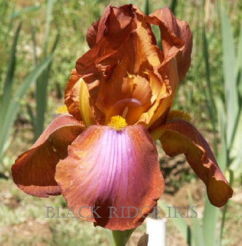 Lady Albright | Black Ridge Iris